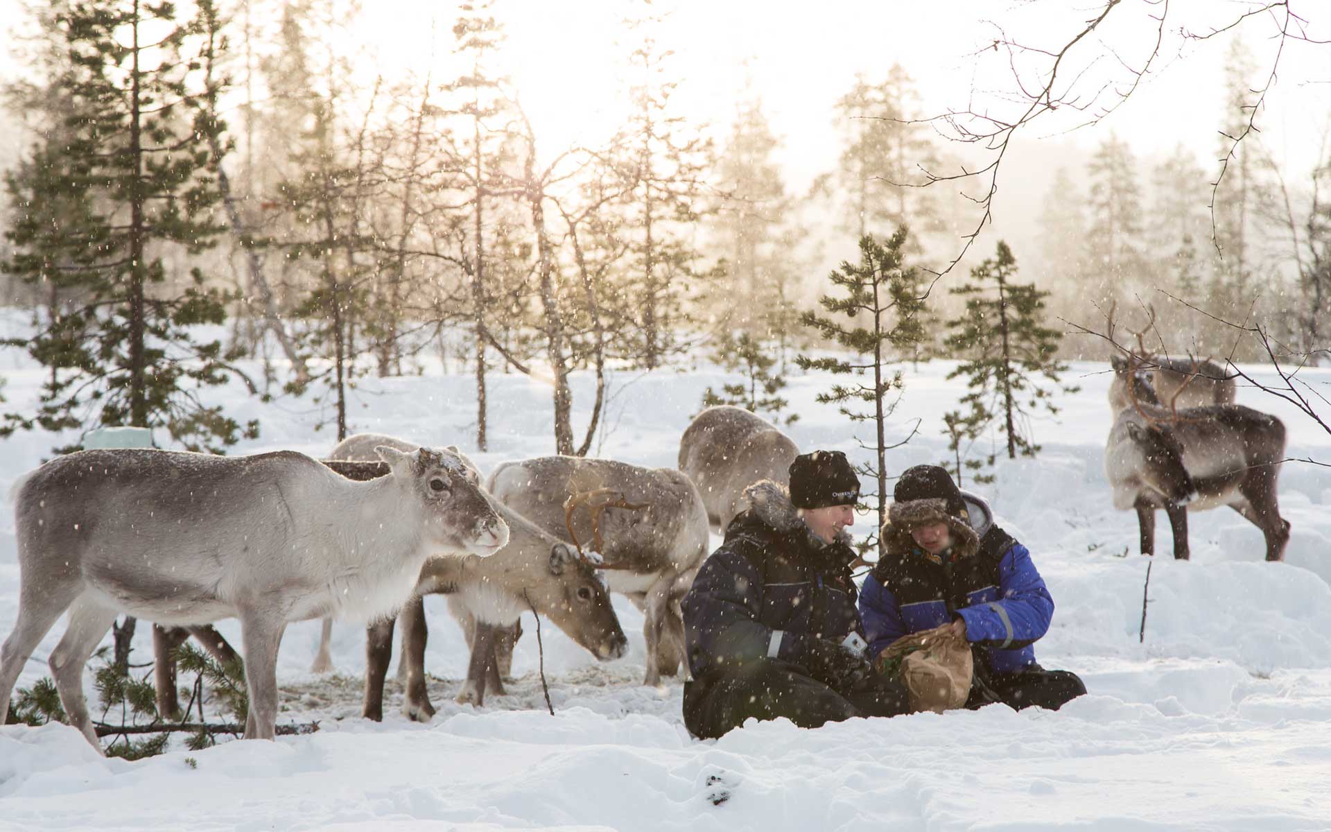 The Sámi People & Reindeer Husbandry - Visit Inari, Finland, Lapland